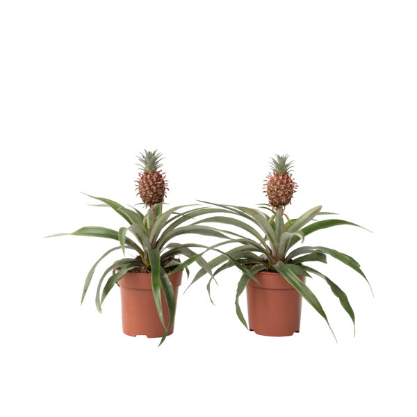 Plant in a Box Ananas Mi Amigo - Set of 2 - Pineapple plant - Height 35-45cm - Pot 12cm ...